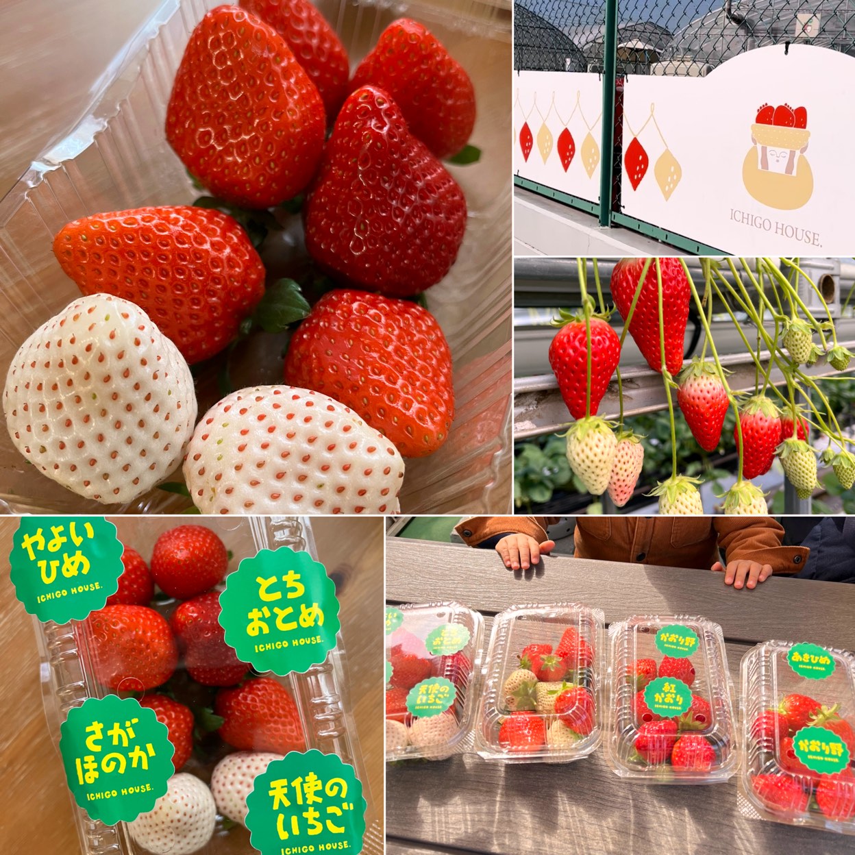 ICHIGO HOUSE. (果物)
